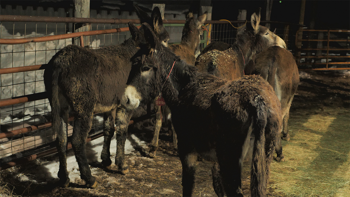 Wild Burros to Help with Wolf Depredation - Colorado Outdoors Online