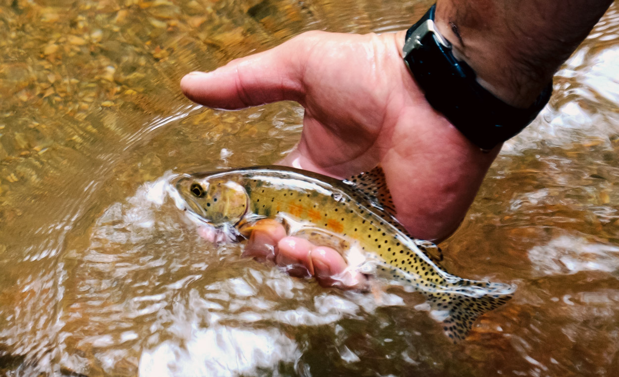 Innovative New Survey Method Reduces Stress on Threatened Fish ...