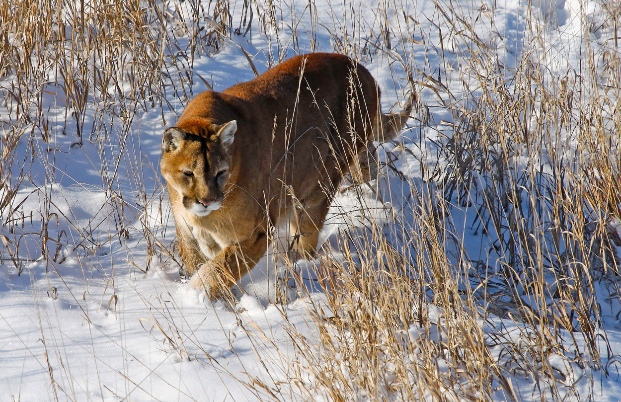 East Slope Mountain Lion Management Plan - Colorado Outdoors Online