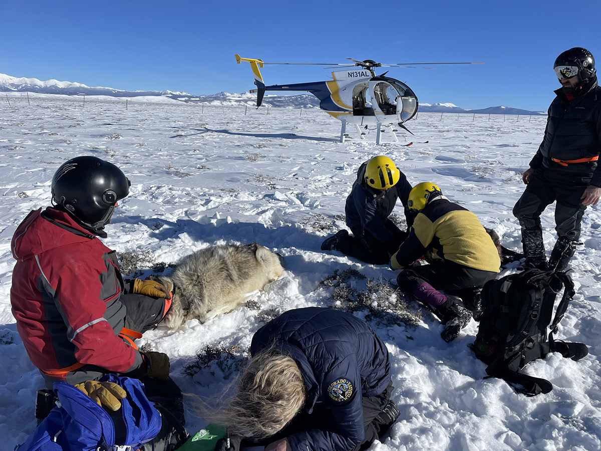 Wolf Update: Colorado Parks and Wildlife locates, collars two wolves in ...