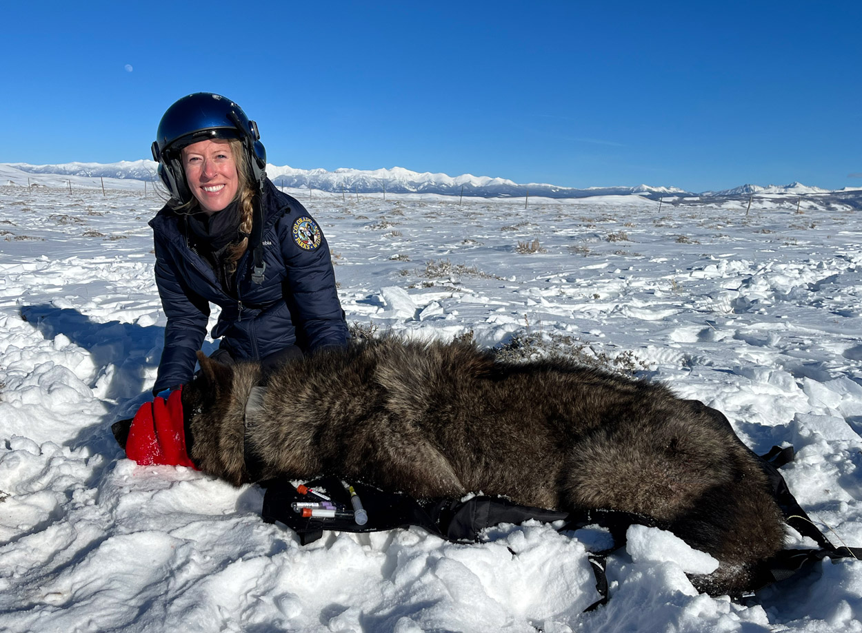 Wolf Update: CPW’s Ellen Brandell brings a passion for wolf ecology and ...