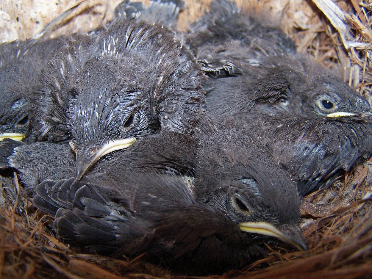 Bluebird Seasons: Witnessing Climate Change in My Piece of the Wild ...