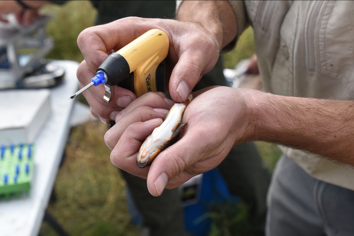 Partnership Restores Fish to Historic Habitat - Colorado Outdoors Online