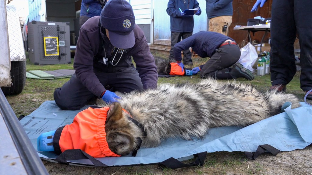 Wolf Update: CPW's Wolf Selection Process - Colorado Outdoors Online