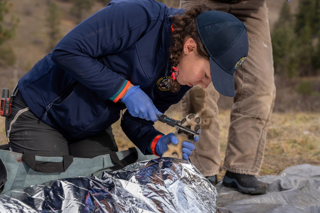 Wolf Update: Monitoring Wolf Movement - Colorado Outdoors Online