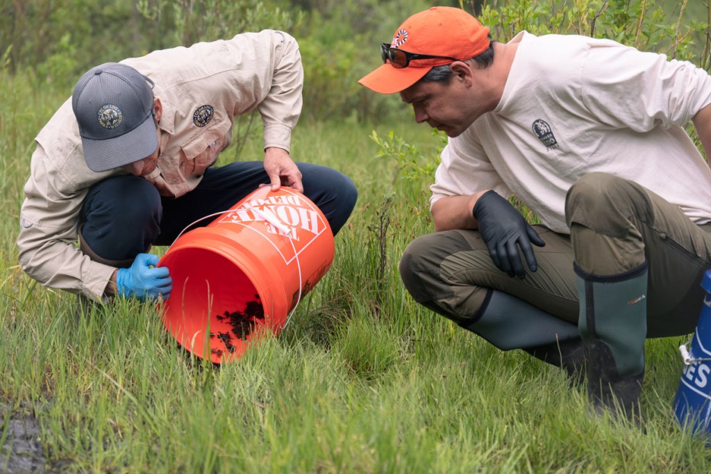 Endangered Boreal Toad Tadpoles Released Into Wild - Colorado Outdoors ...