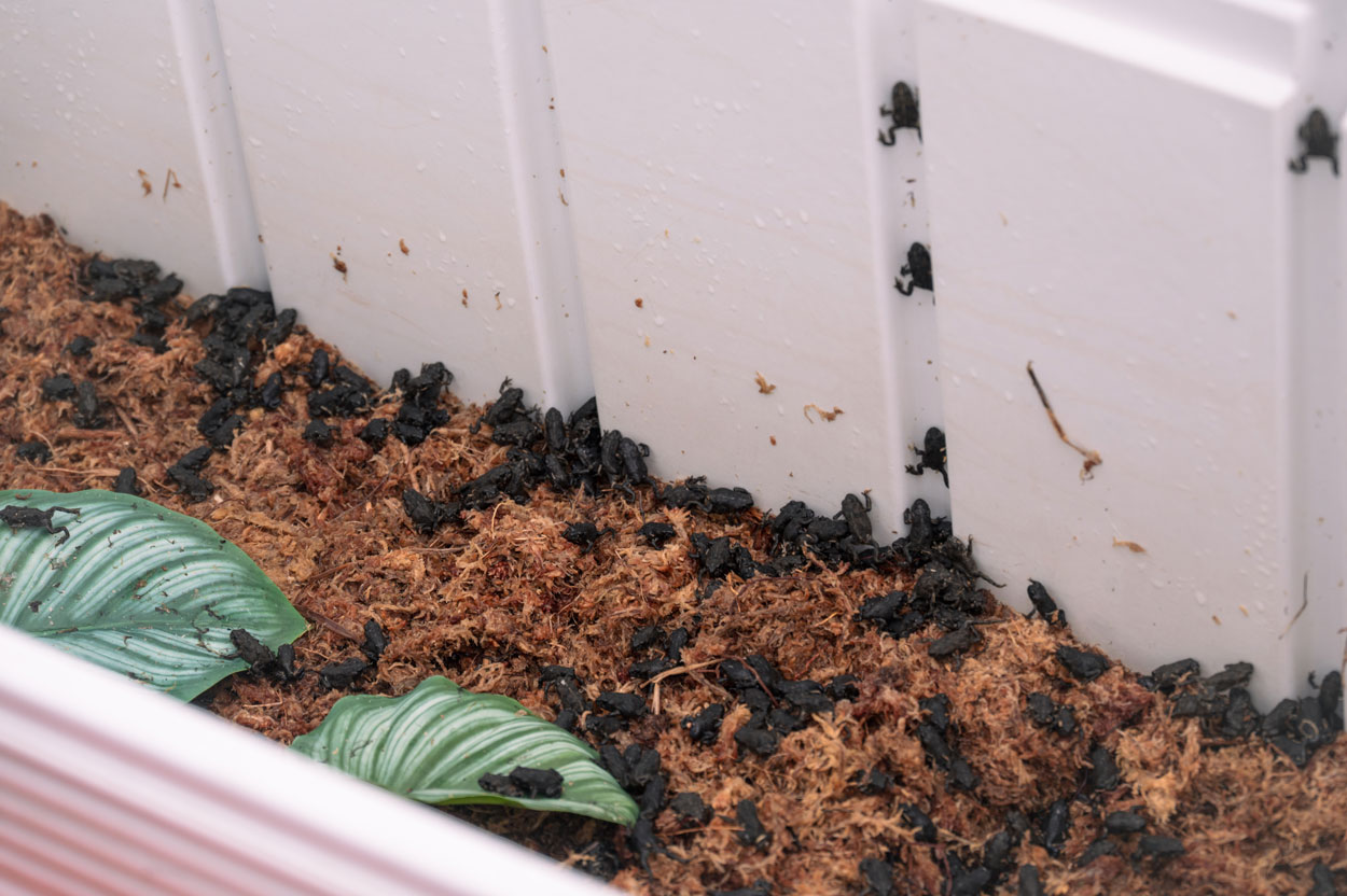 Endangered Boreal Toad Tadpoles Released Into Wild - Colorado Outdoors ...