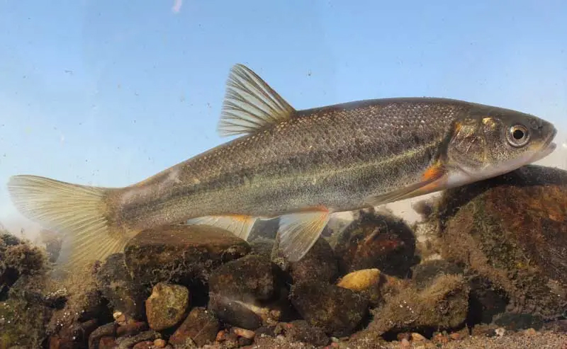 Partnership Protects Rio Grande Chub and Rio Grande Sucker - Colorado ...