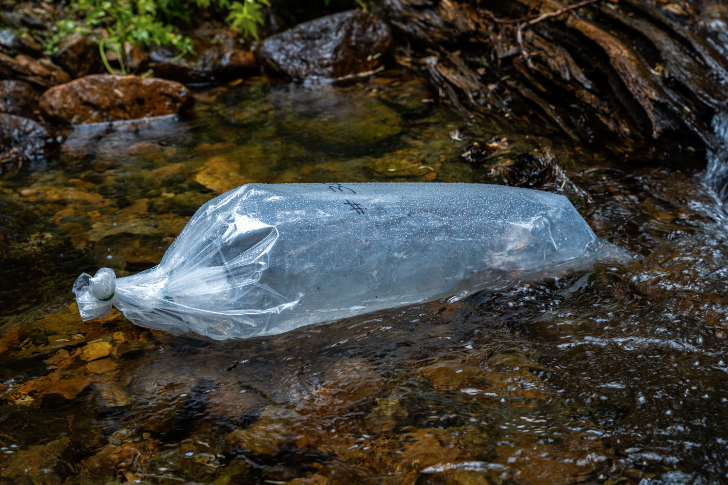 Introducing YY Brook Trout - Colorado Outdoors Online