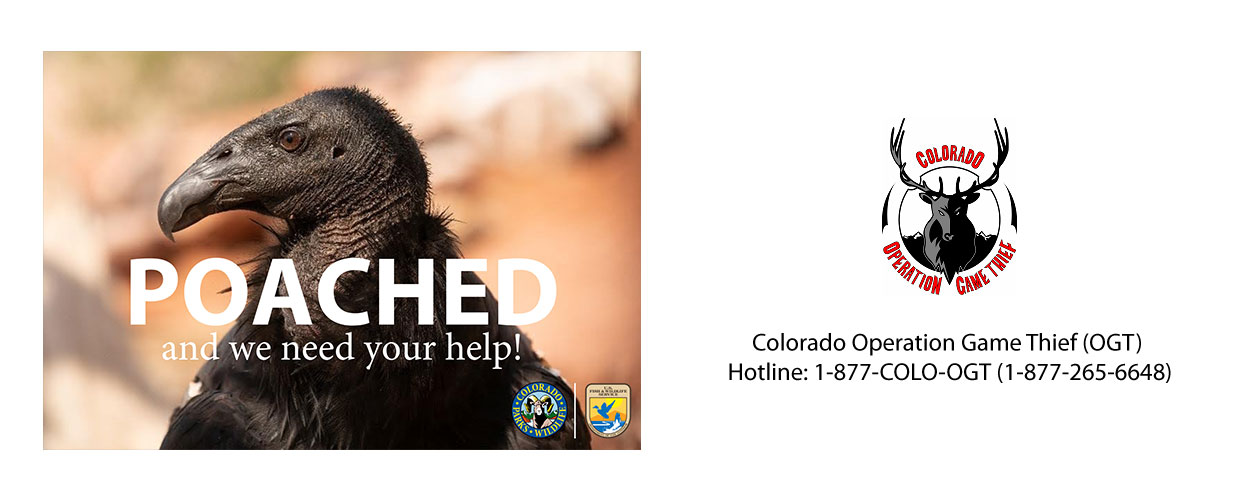 Critically Endangered Condor Shot in Colorado - Colorado Outdoors Online