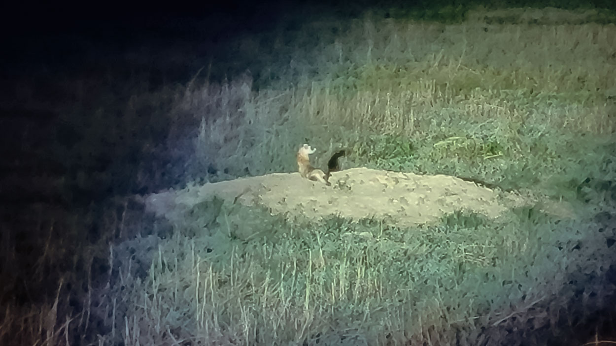 Caring About Conservation: Partnership for Black-footed Ferrets ...