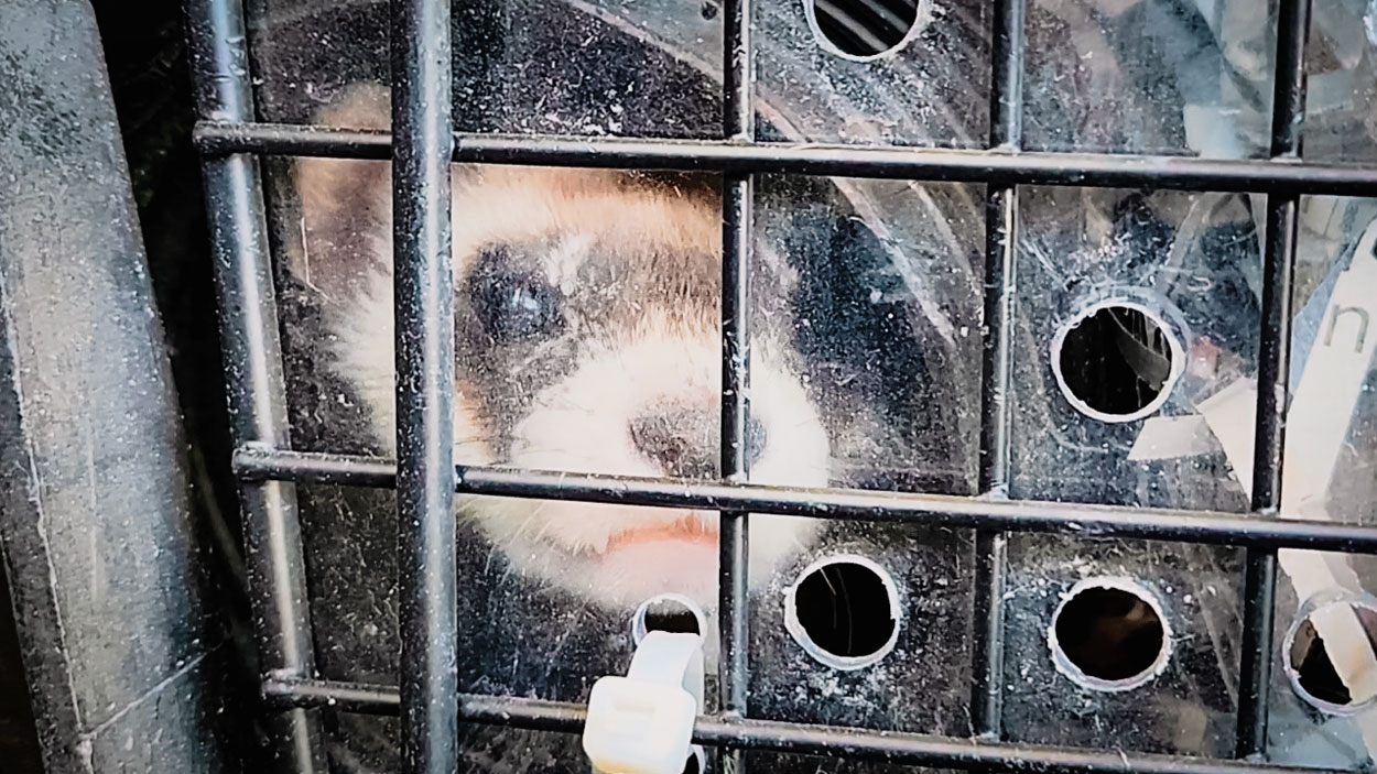 Caring About Conservation: Partnership for Black-footed Ferrets ...
