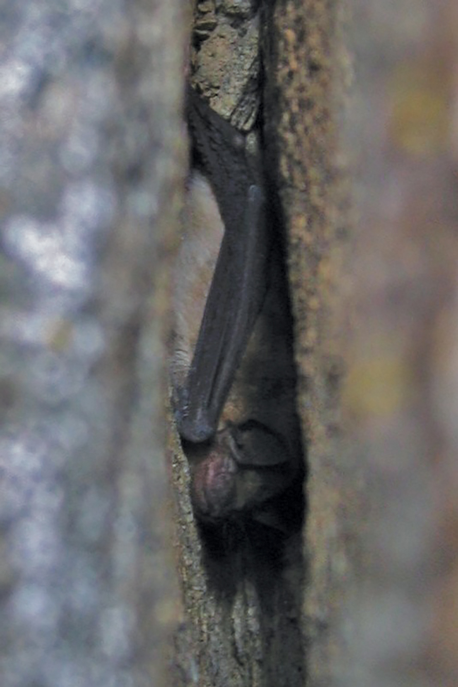 Bats and the Mystery of Hibernation - Colorado Outdoors Online