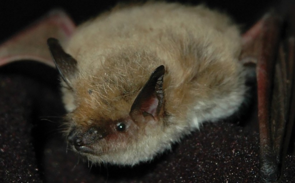 Bats and the Mystery of Hibernation - Colorado Outdoors Online