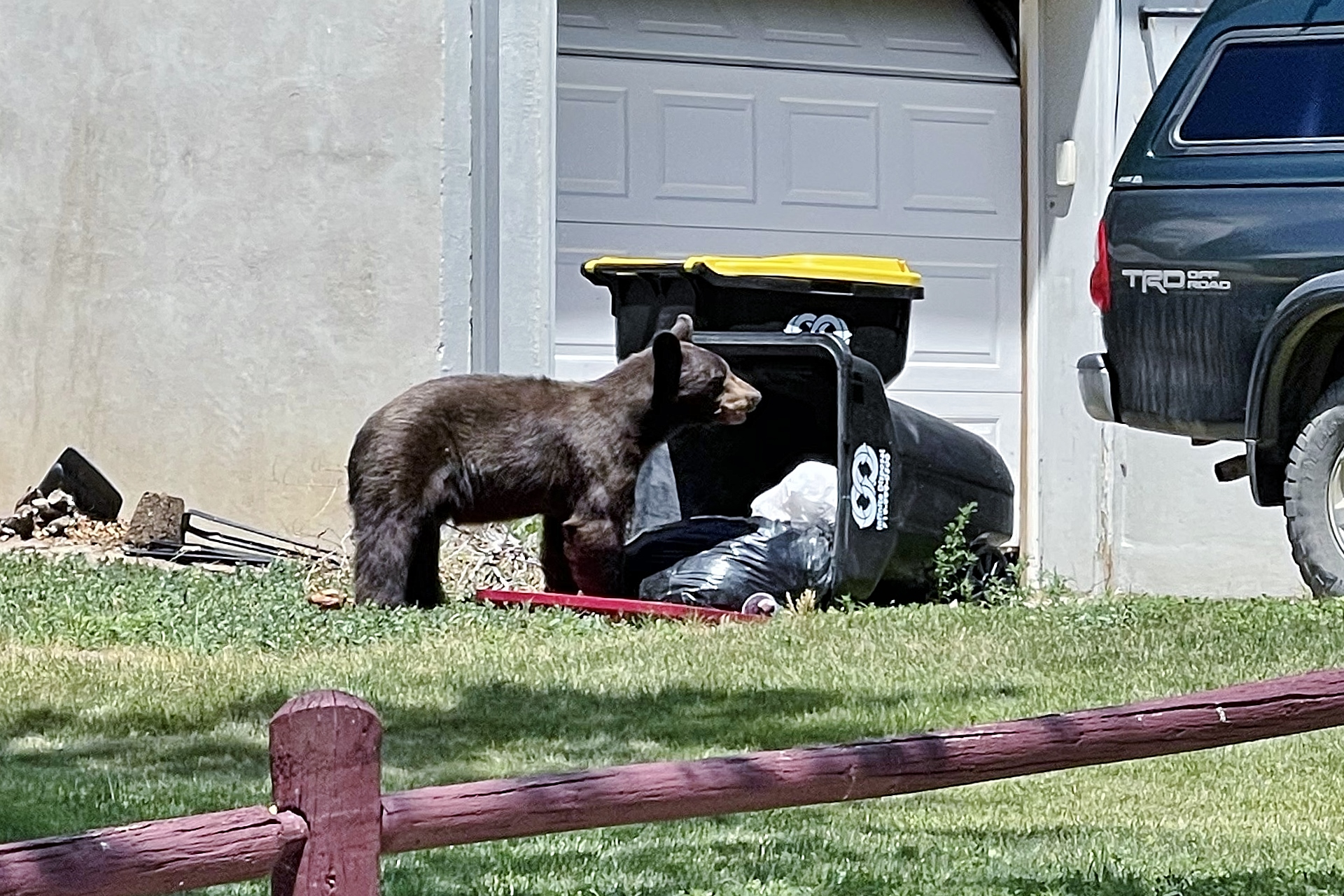 2024 Bear Report - Colorado Outdoors Online