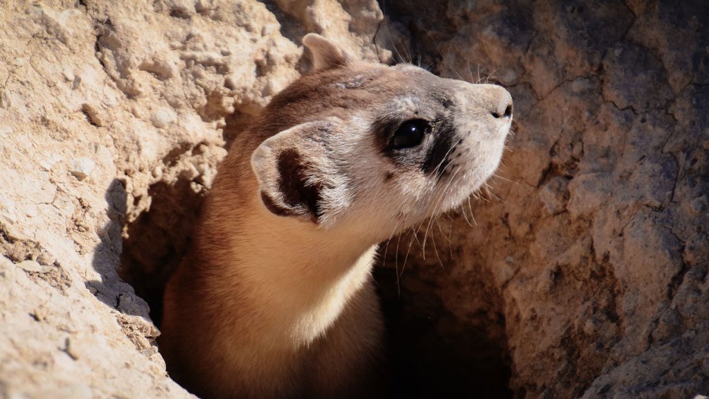 Caring About Conservation: Partnership for Black-footed Ferrets ...