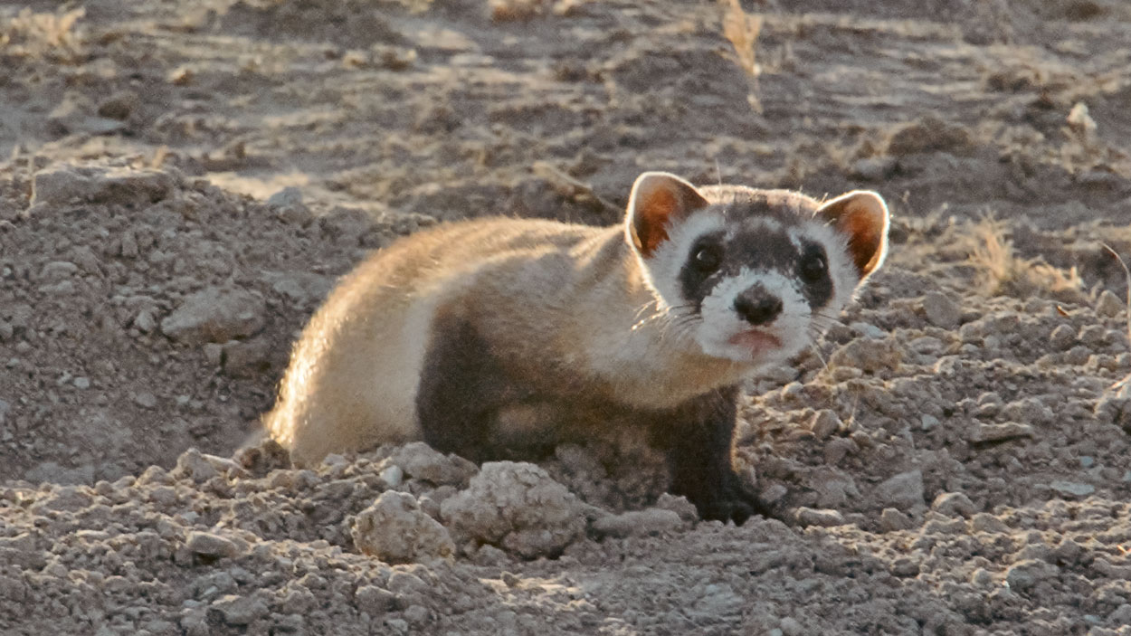 Caring About Conservation: Partnership for Black-footed Ferrets ...