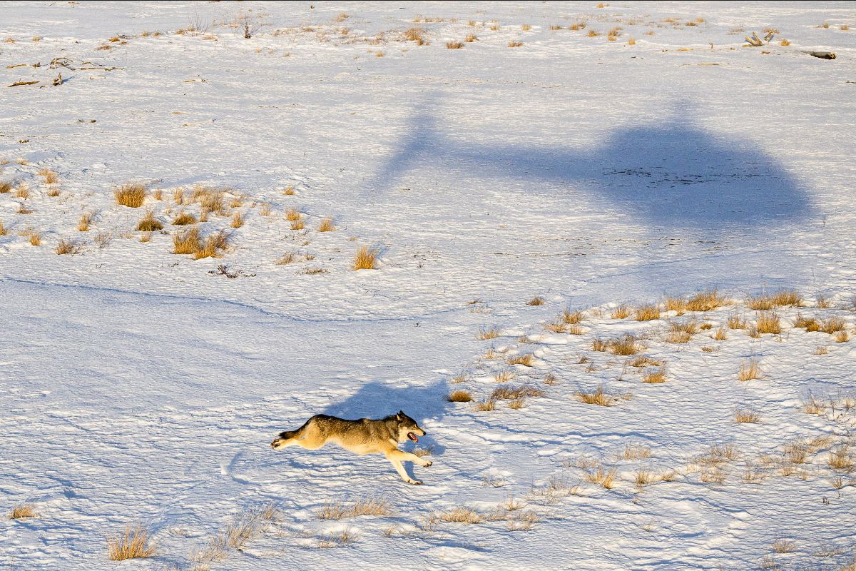 CPW concludes second year of gray wolf capture and release efforts ...