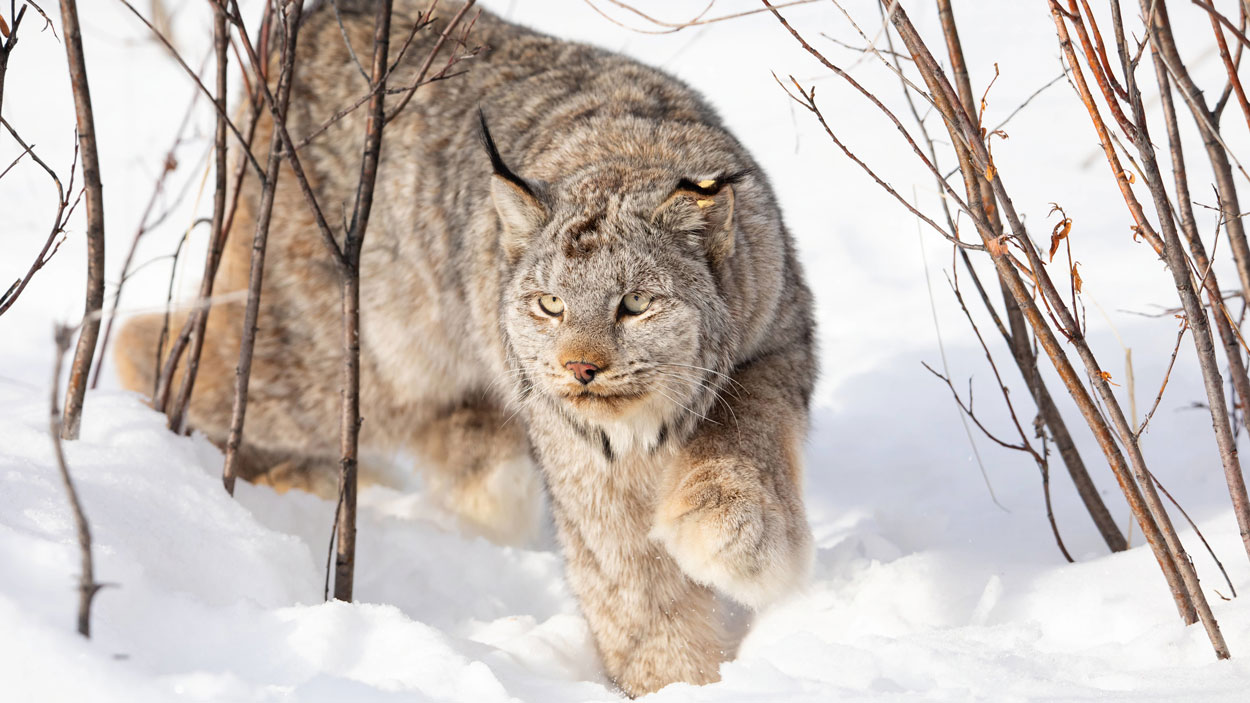 Habitat Challenges for Lynx in Colorado - Colorado Outdoors Online