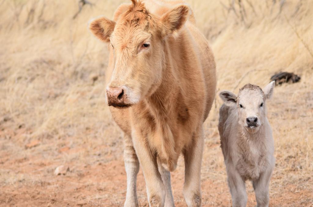Wolf Update: Fully Staffed Range Rider Program - Colorado Outdoors Online