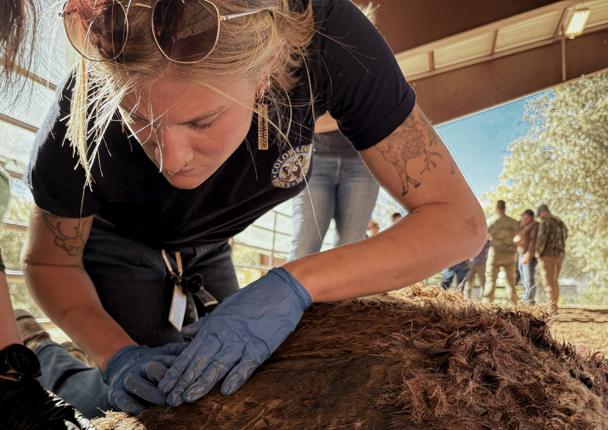 CPW Strengthens Wolf-Conflict Response Through Interagency Training ...