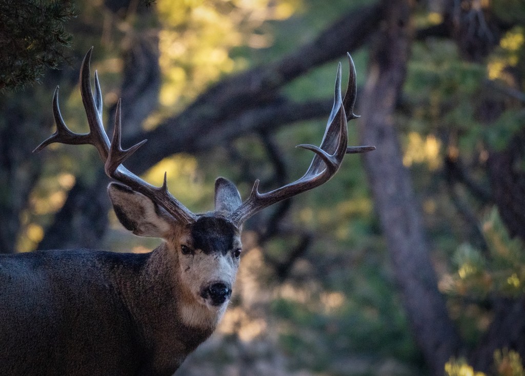 "What’s New" — 2026 Colorado Big Game Hunting - Colorado Outdoors Online